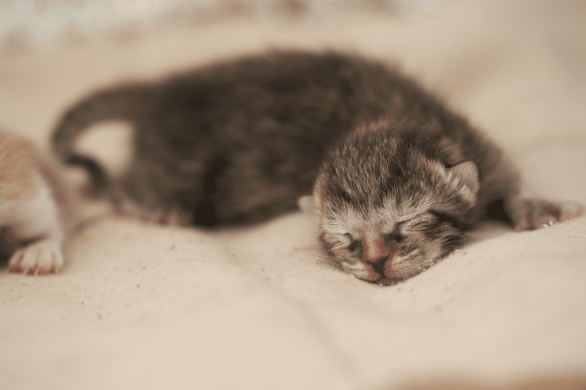 Nurturing Abandoned Feral Kittens: A Guide To Proper Feeding And Care ...