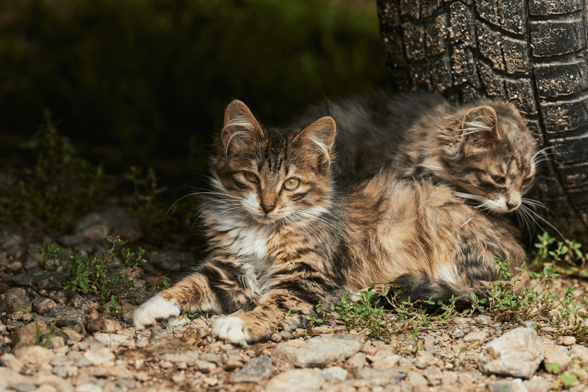 Understanding Feral And Stray Cats: Their Lives And How To Help - Care ...